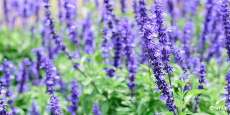 35 Best Perennial Flowers: Names and Images