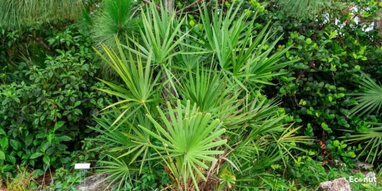 21 Small or Dwarf Palm Trees You Can Grow in Your Garden