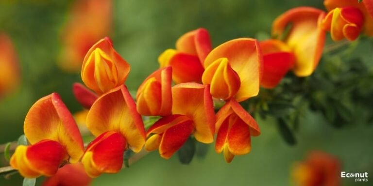 33 Orange-Blooming Shrubs: Names and Images of the Plants