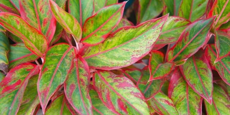 45 Houseplants with Red and Variegated Red Leaves