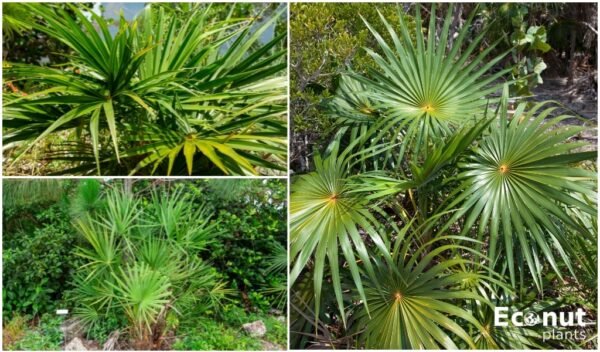 21 Small or Dwarf Palm Trees You Can Grow in Your Garden