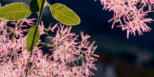 35 Pretty Pink Flowering Shrubs for Your Garden