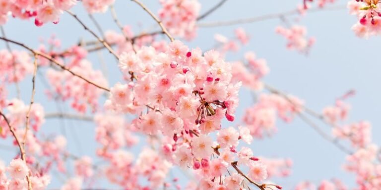 35 Pretty Pink Flowering Shrubs for Your Garden
