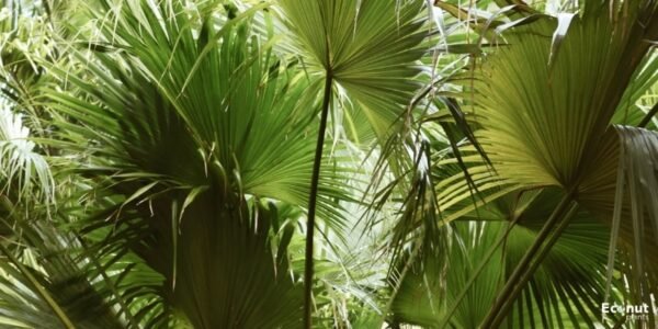21 Small or Dwarf Palm Trees You Can Grow in Your Garden