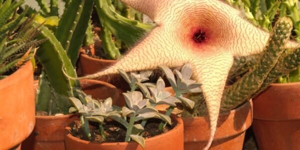 62 Succulents Types Listed with Names and Images