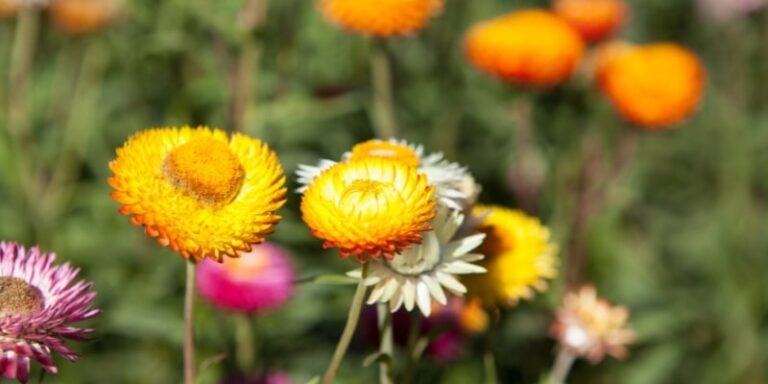 65 Most Beautiful Yellow Flowers with Names and Pictures