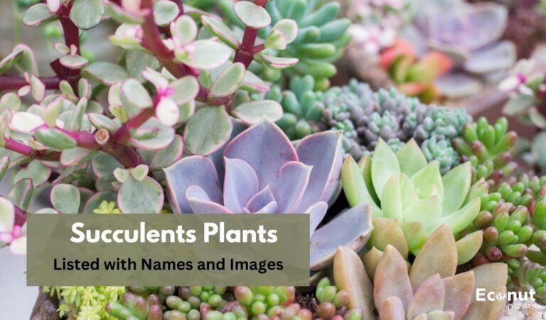 62 Succulents Types Listed with Names and Images