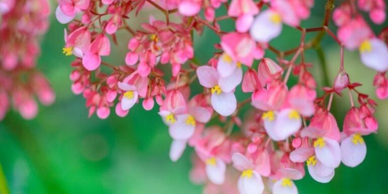 45 Begonias Varieties With names and pictures
