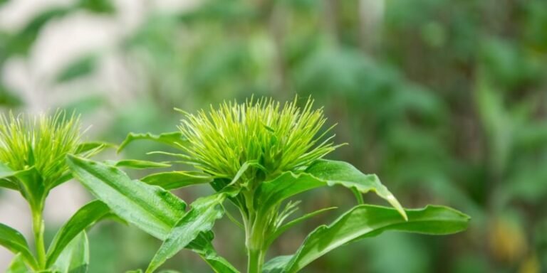 35 Types of Green Flowers: Complete List with Names and Images