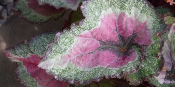 45 Begonias Varieties With names and pictures