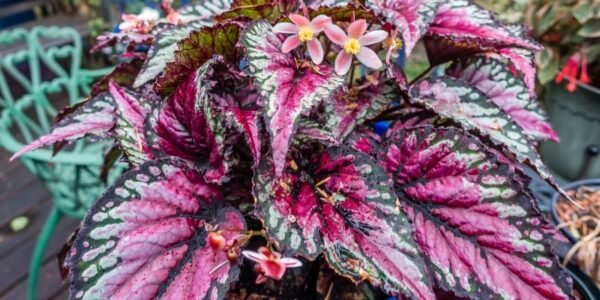 45 Begonias Varieties With names and pictures