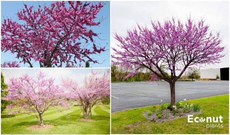 25 Trees with Purple Flowers for Your House or Gardens