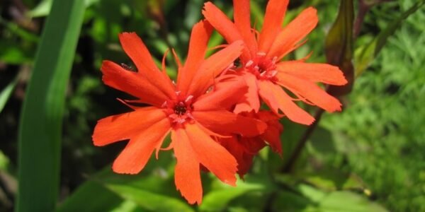 65 Most Gorgeous Red Flowers: Complete List with Names and Images