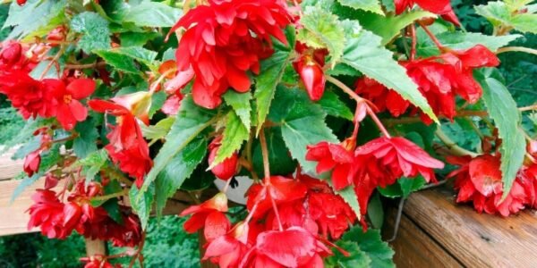 45 Begonias Varieties With names and pictures