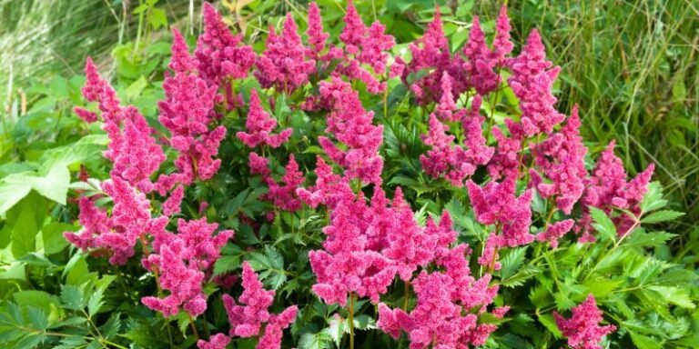 35 Pretty Pink Flowering Shrubs for Your Garden
