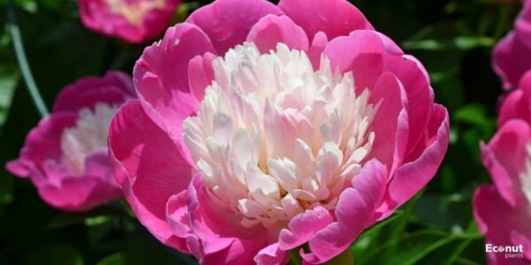 41 Peony Varieties: Peony Cultivars With names and pictures