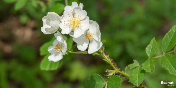 41 Flowering Weeds with Names and Pictures