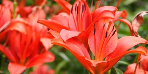 65 Most Gorgeous Red Flowers: Complete List with Names and Images
