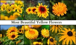 65 Most Beautiful Yellow Flowers with Names and Pictures