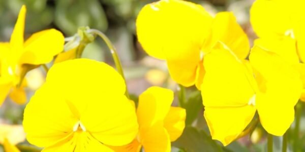 65 Most Beautiful Yellow Flowers with Names and Pictures