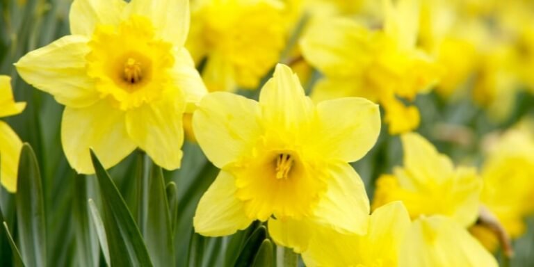 65 Most Beautiful Yellow Flowers with Names and Pictures