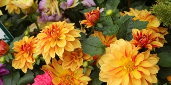 65 Most Beautiful Yellow Flowers with Names and Pictures