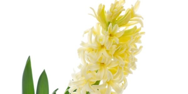 65 Most Beautiful Yellow Flowers with Names and Pictures
