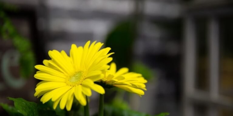 65 Most Beautiful Yellow Flowers with Names and Pictures