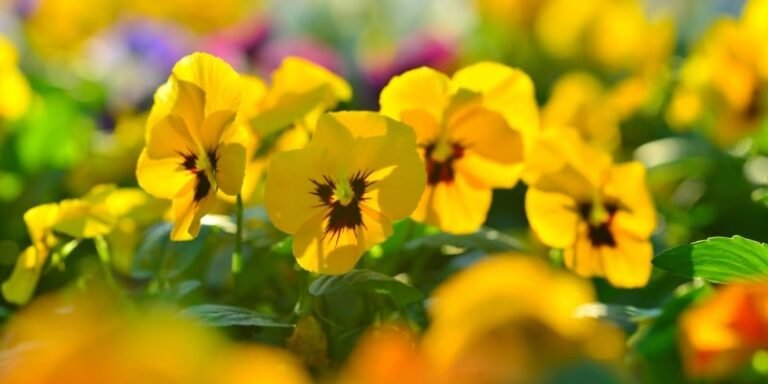 65 Most Beautiful Yellow Flowers with Names and Pictures