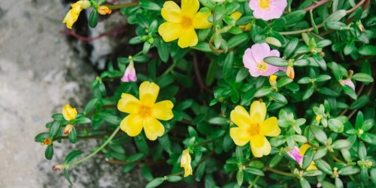 65 Most Beautiful Yellow Flowers with Names and Pictures