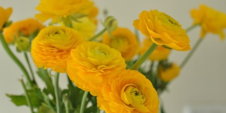 65 Most Beautiful Yellow Flowers with Names and Pictures