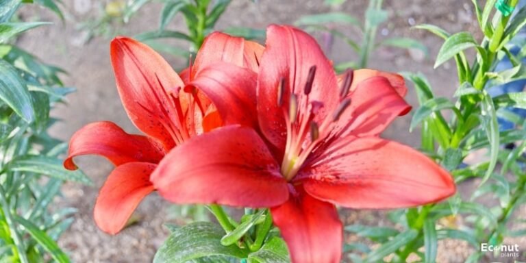 Red Lily Varieties: 15 Types for Your Flowerbeds