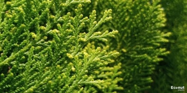 30 Different Types of Pine Trees with Images