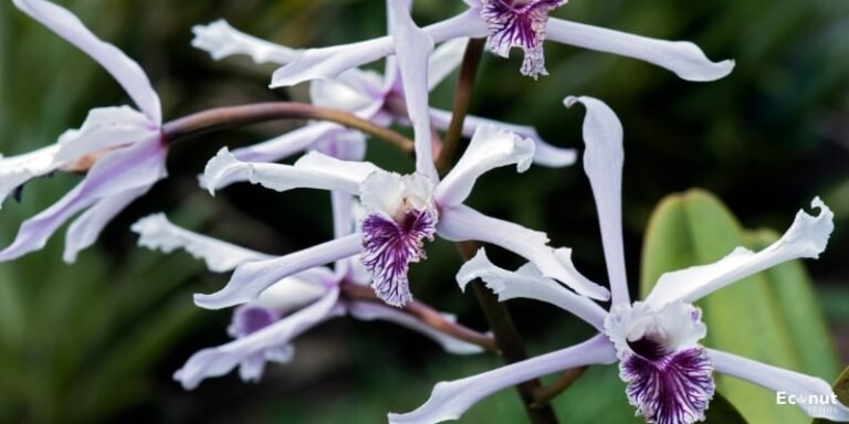 18 Types of Purple Orchids for Indoor and Outdoor Gardens