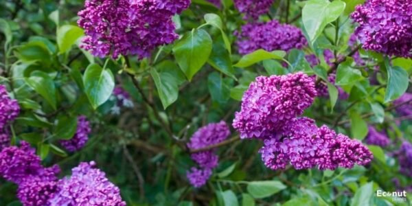 25 Lilac Varieties: Various Lilac Cultivar Types