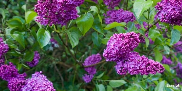 25 Lilac Varieties: Various Lilac Cultivar Types