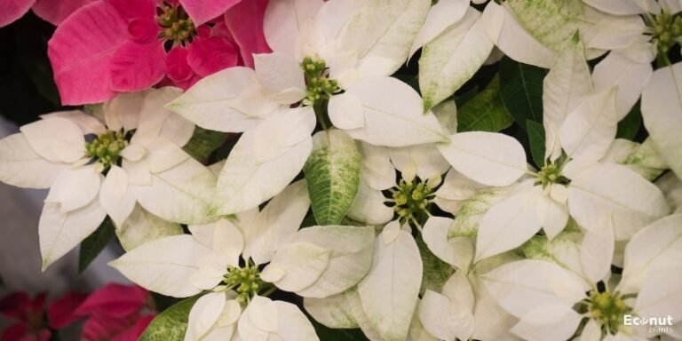 31 Various Poinsettia Cultivar Types to Grow This Season