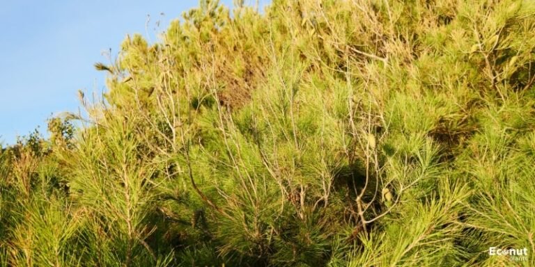 30 Different Types of Pine Trees with Images