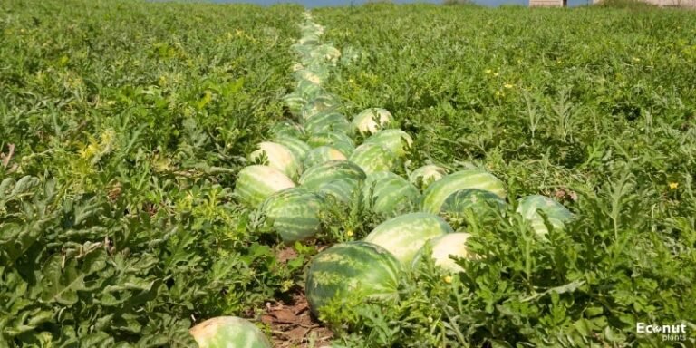 22 Watermelon Varieties: A Complete List with Names and Images