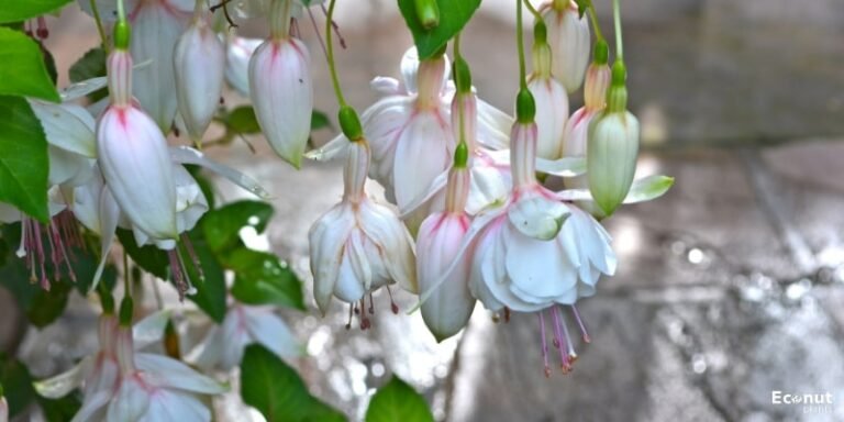 Hawaiian Flowers: 21 Unique Varieties Exclusive to Hawaii