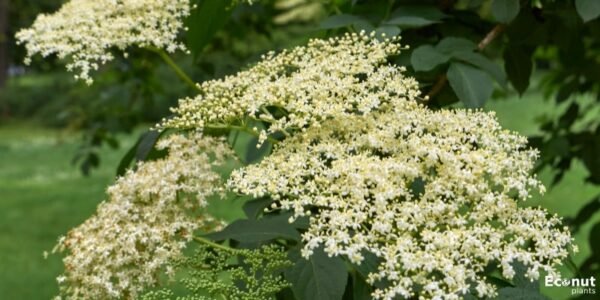 21 Types of White-Flowering Trees for Your Home or Garden
