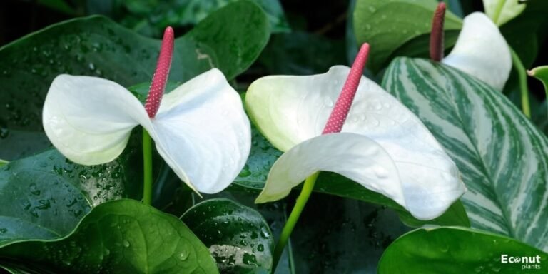 20 Amazing Indoor White-Flowering Houseplants