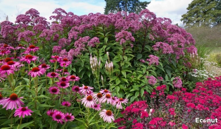 27 Beautiful Perennial Flowers for Raised Garden Beds