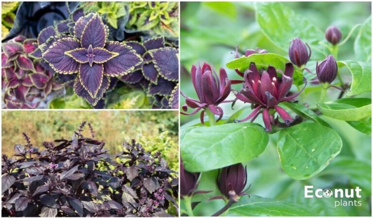 46 Beautiful Purple Leaves Plant for Indoor & Outdoor Gardens