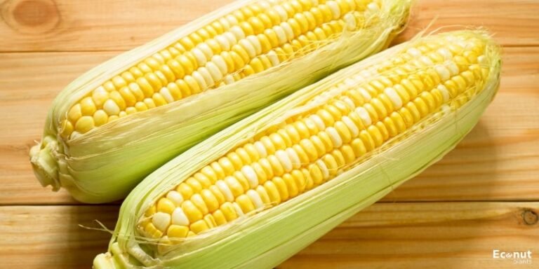 17 Types of Corn with Names and Pictures