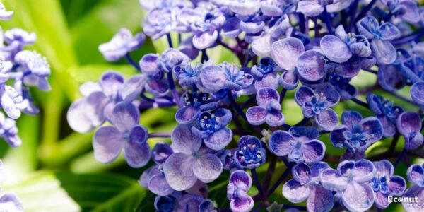 15 Purple Hydrangea Varieties with Names and Pictures