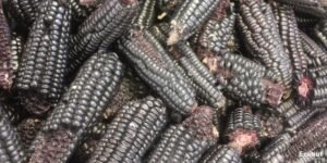 17 Types of Corn with Names and Pictures
