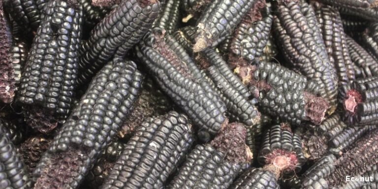 17 Types of Corn with Names and Pictures