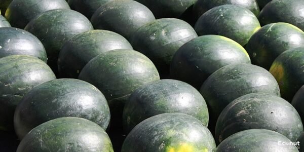 22 Watermelon Varieties: A Complete List with Names and Images