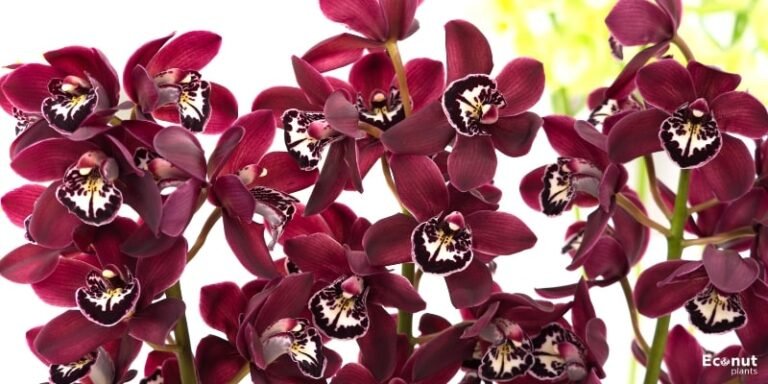 18 Types of Purple Orchids for Indoor and Outdoor Gardens